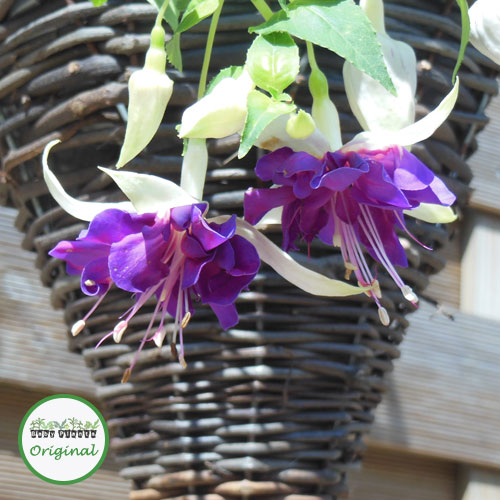 Buy Giant Fuchsia Deep Purple plugs online - Babyplants