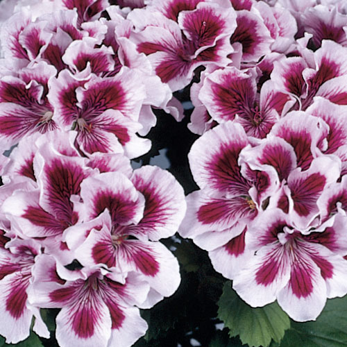 Buy Geranium Regalia™ Lilac plugs online - Babyplants
