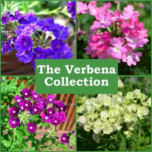 Plug Plants | Trailing Verbena Mixed Pack of 6 | Babyplants