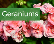 Plug Plants | Plant Plugs for Sale in the UK - Babyplants.co.uk