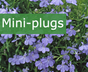 Plug Plants | Plant Plugs for Sale in the UK - Babyplants.co.uk