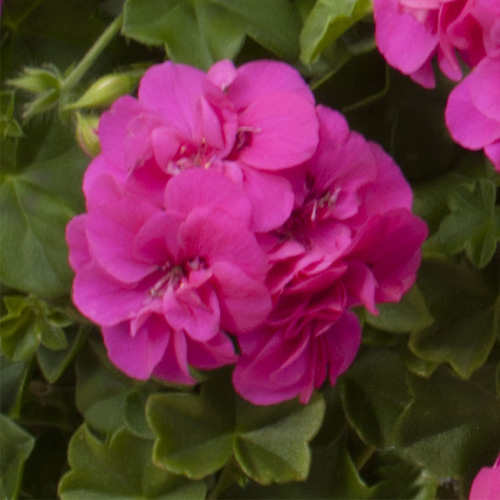 Buy Trailing Geranium Amy plugs online - Babyplants
