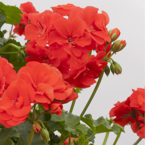 Buy Trailing Geranium Polly plugs online - Babyplants