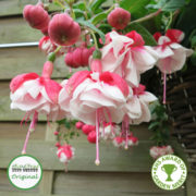 Fuchsia Trailing Swingtime Plug Plant