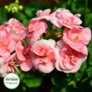 Geranium Plug Plants | Buy Pelargonium Plugs | Babyplants