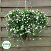 Bacopa Snowflake Plug Plant