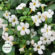 Bacopa Snowflake Plug Plant