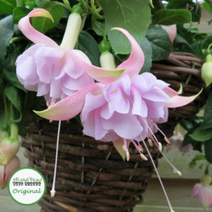 Giant Trailing Fuchsias