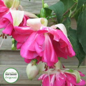 Giant Trailing Fuchsias