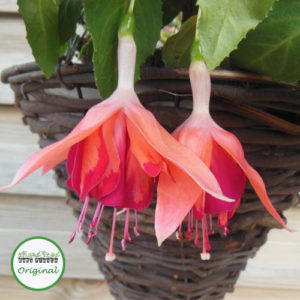 Fuchsia Trailing Giant Marbeller? Orange King Plug Plant