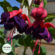 Fuchsia Trailing Giant Voodoo Plug Plant