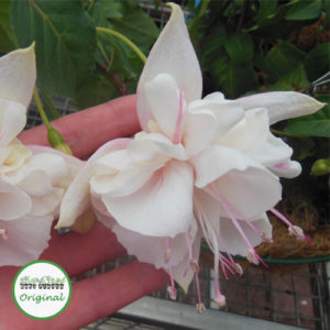 Fuchsia Trailing Giant White King Plug Plant