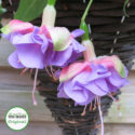 Fuchsia Trailing Giant Cecile Plug Plant