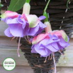 Giant Trailing Fuchsias