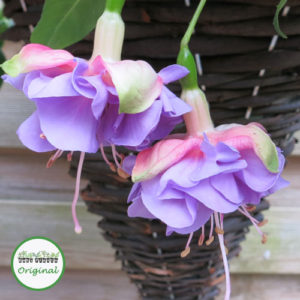 Fuchsia Trailing Giant Cecile Plug Plant