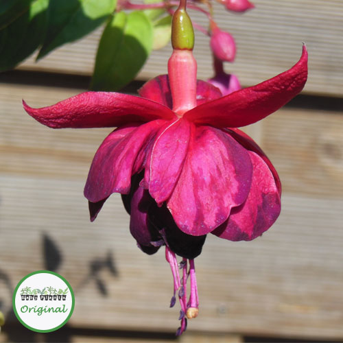Fuchsia Trailing Giant Deep Purple Plug Plant