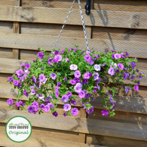 Calibrachoa Calita® Double Blue Plug Plant