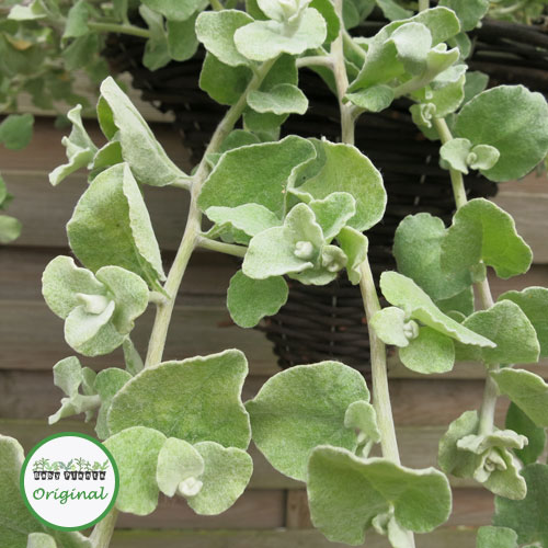 Helichrysum Silver Plug Plant